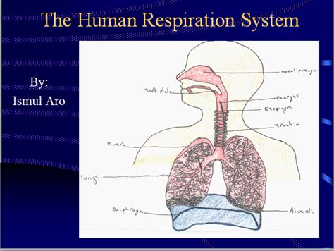 Ipa Terpadu Blog Archive Powerpoint Respiration System Ipa Terpadu Blog Archive Powerpoint Respiration System