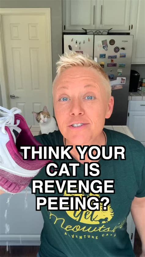 Cat Tip Stop Your Cat From Revenge Peeing With Dr Annes Advice Tiktok