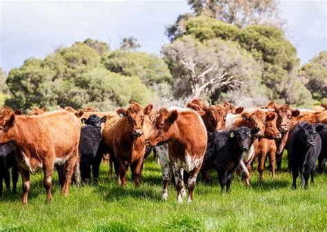 Was Harvest Road To Spend 50m On Large Scale ‘free Range Intensive Feeding Model Beef Central