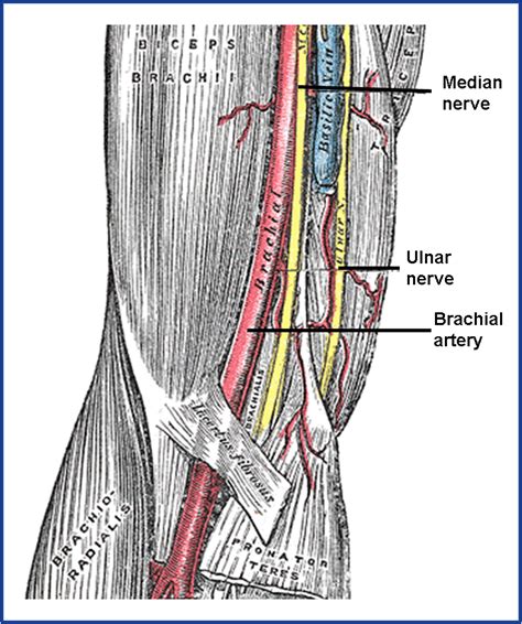 Brachial Artery Locations Brachial Artery Anatomy And Branches Tmxum