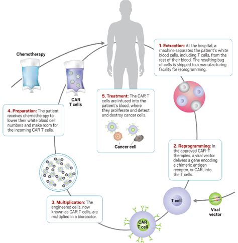 Process Of Car T Cell Therapy 18 Copyright © 2018 By The American