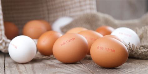 Een Bacterie Met Een Reputatie Hoe De Sector Salmonella Aanpakt Vilt Vzw