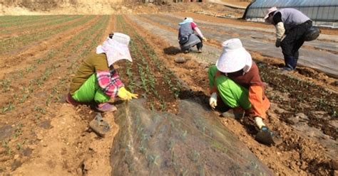 단양 특산품 황토 마늘농사 기지개236㏊ 파종