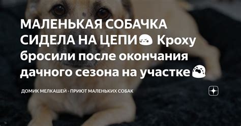 МАЛЕНЬКАЯ СОБАЧКА СИДЕЛА НА ЦЕПИ😳 Кроху бросили после окончания дачного сезона на участке😭