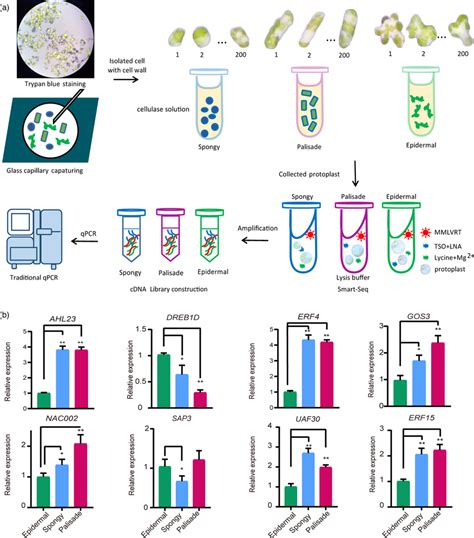 A Novel Validation Method For The ScRNAseq Result In Distinct Cell Download Scientific Diagram