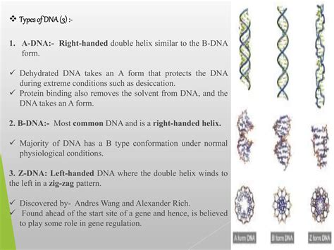 Dna And Rna Structure Functions Types Difference Similarities Protein Synthesis Pptx