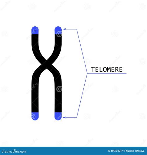 Telomere Is The End Of A Chromosome Vector Illustration 93878418