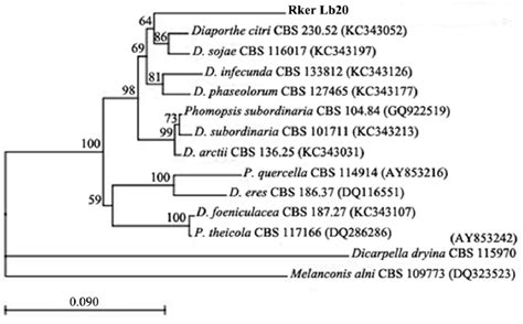 Neighbor Joining Tree Inferred From Dna Sequence Of Its1 5 8s Its2 Download Scientific Diagram