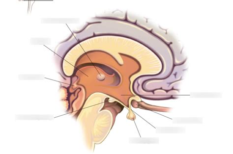 Diencephalon Diagram Quizlet