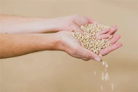 Grain Storage Safe And Efficient Solutions