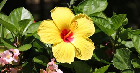 Clown Fish Cafe GIMP Tutorial Which Tool Should I Use To Cut Out An Irregular Image