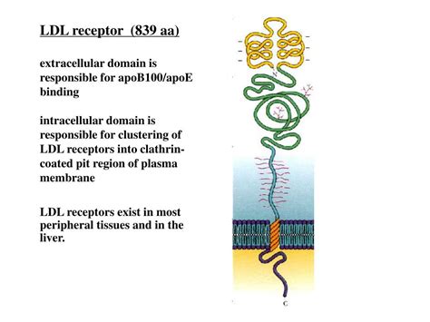 Ppt Lipoprotein Structures Function And Metabolism Powerpoint Presentation Id 4188540