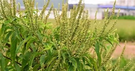 Scent Leaf Spiritual Power Rituals And Uses