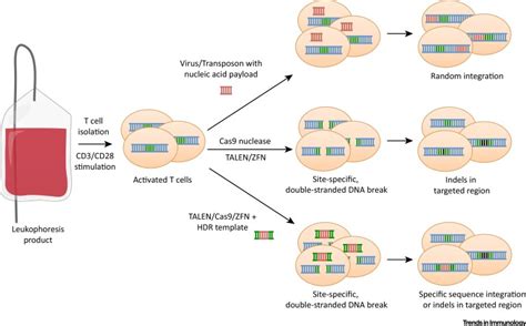 Efficient Gene Editing In Primary Human T Cells Trends In Immunology