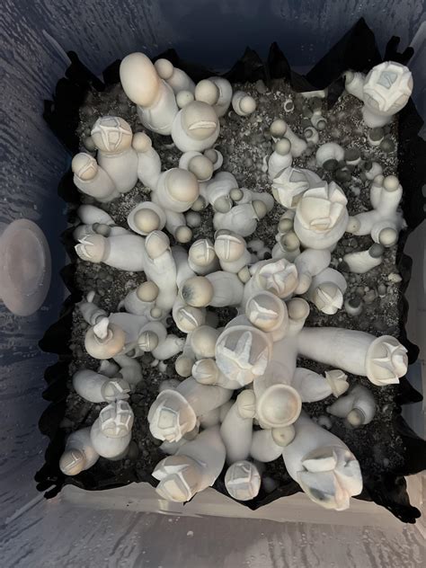 No More Blobs Iceberg R Shrooms