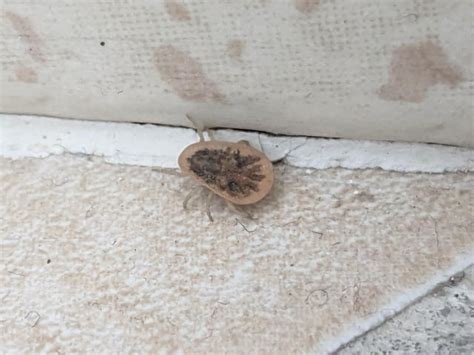 Northern Italy 5 Mm Slowly Walking Bug Rwhatsthisbug