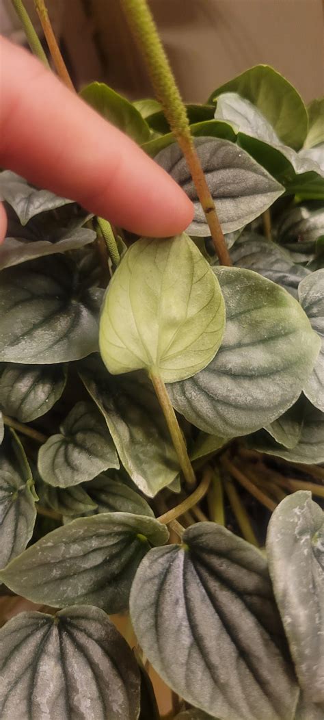 What In The Absolute Crud Is This Rhouseplants