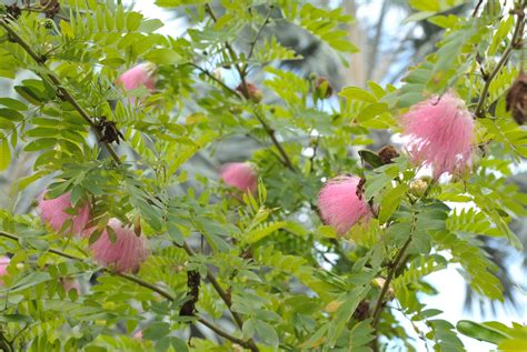 Pink Powder Puff Tree Characteristics At Milla Levi Blog