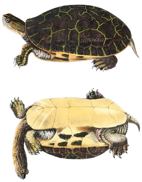 Chicken Turtle Alchetron The Free Social Encyclopedia