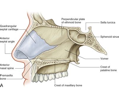 Anterior Nasal Spine Fracture