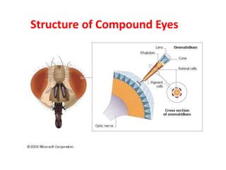 Insect Inspired Technology Pptx