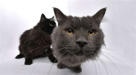 Rspca Canterbury And District Team