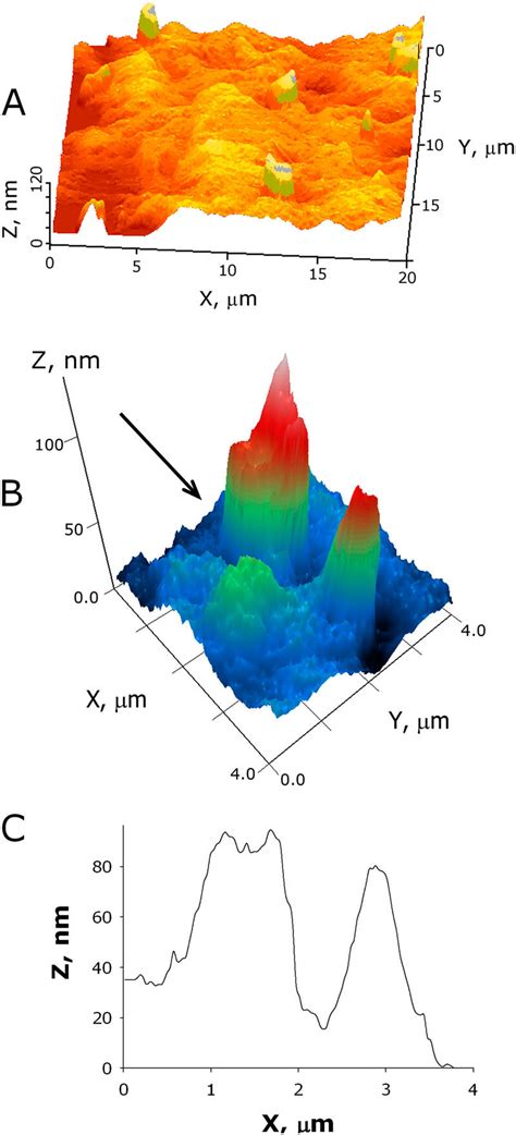 Surface Morphology Of Nitinol With Nano Sized Titanium Or Download