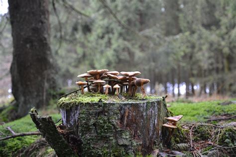 무료 이미지 황야 목재 야생 생물 밀림 가을 숲 바닥 열대 우림 삼림지 서식지 나무에 버섯 산림 버섯 나무 곰팡이 버섯 그룹 자연 환 경