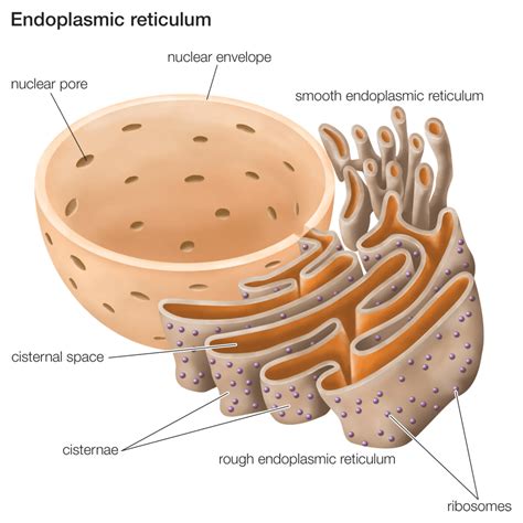 Decoding The Endoplasmic Reticulum Unraveling Its Structure Functions And Implications In