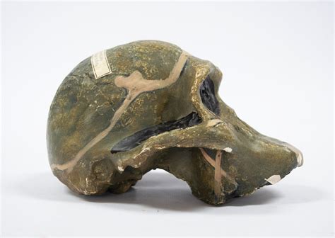 Australopithecus Africanus Mrs Ples Skull Etsy
