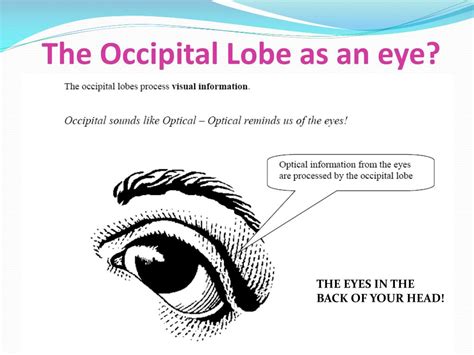Ppt Four Lobes Of The Cerebral Cortex Powerpoint Presentation Free