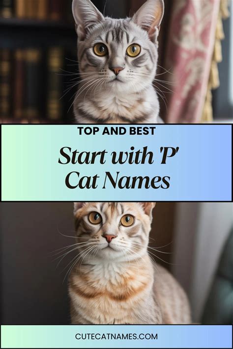 150 Best Cute Calico Cat Names Your Playful Kitty