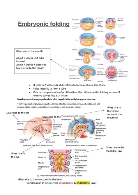 Biology For Biomedical Science Cellular Processes And Development