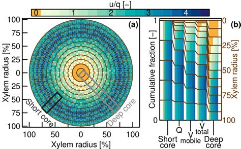 A Conceptual Velocity Distribution Within A Xylem Cross Section Download Scientific Diagram