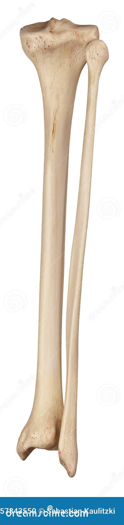 Tibia And Fibula Unlabeled