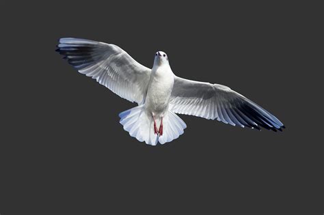 비둘기 새 날개 Pixabay의 무료 이미지 Pixabay