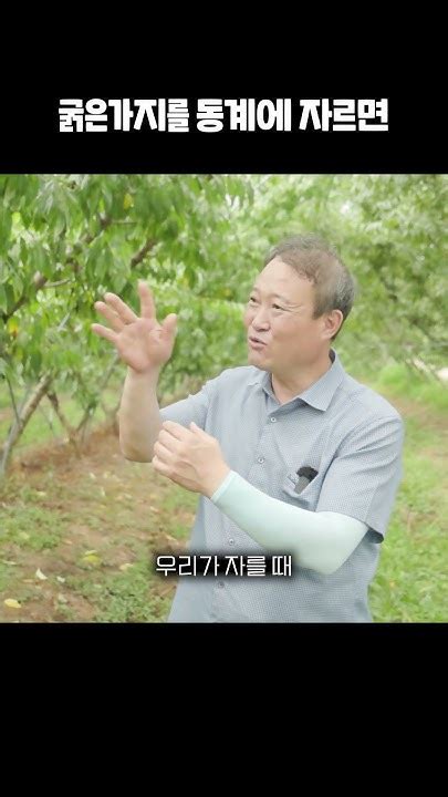 복숭아 굵은가지를 동계에 자르면 복숭아 Youtube