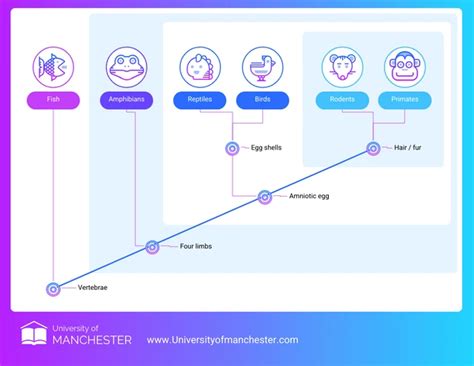 Editable Cladogram Diagram Template Venngage