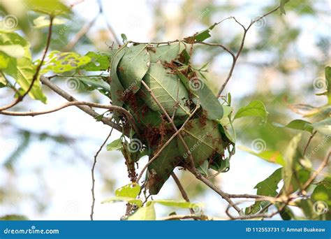 Nest Ant Ants Nest On Green Leaves Of A Tree By Joining Together Stock Image Image Of Journey Nest Ant Ants Nest On Green Leaves Of A Tree By Joining Together Stock Image Image Of Journey