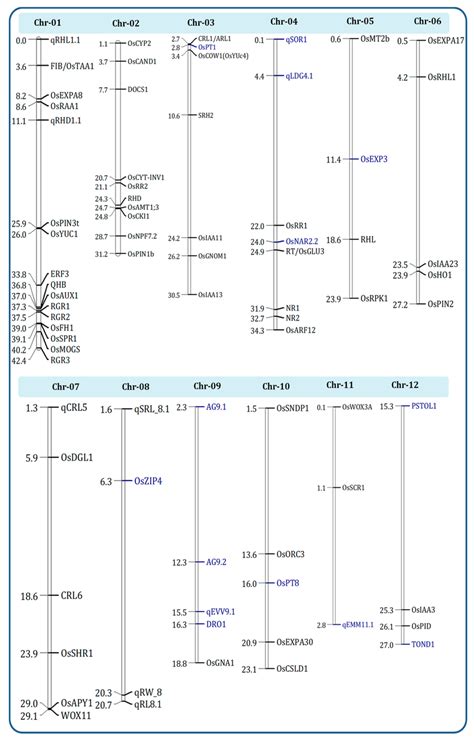 Depicted Diagram Of The Genomic Regions Of Root System Architecture