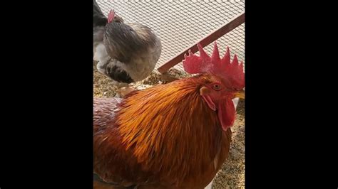 병아리지키는 토종수탉 Youtube