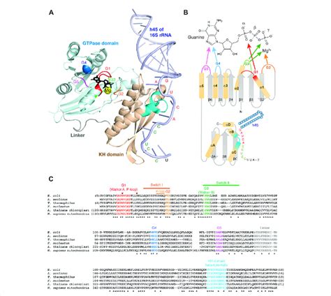 Structural Aspects Of Era And Its Interactions With Gtp And Rna A