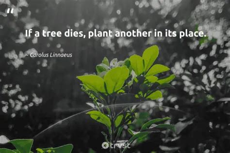 Tree Planting Quotes To Inspire You To Grow A Forest