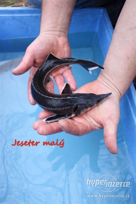 Jeseter Malý Malý Albín Sibiřský Ruský Bazar Hyperinzercecz