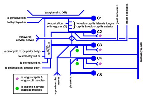Cervical Plexus Physiopedia