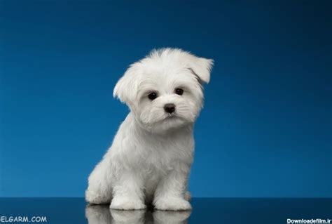 عکس یه سگ خوشگل