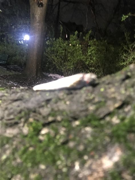 If I Was A Roach On A Tree Tell Me Would You Smoke Me R Sublime