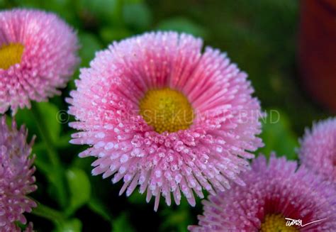 Pavanesh Kumar Bind Posted On Linkedin