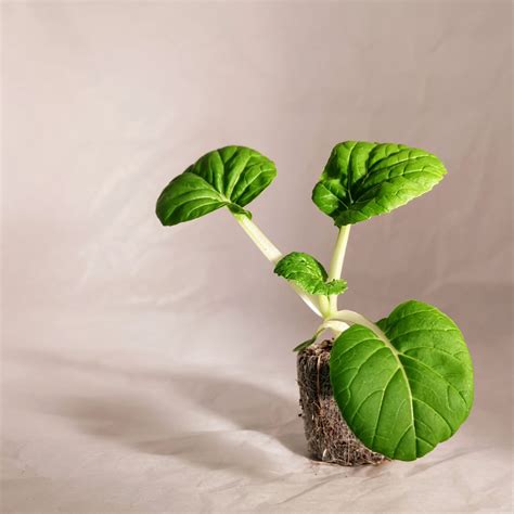 Shop Nai Bai Milk Cabbage Benefits And Nutrition Grobrix