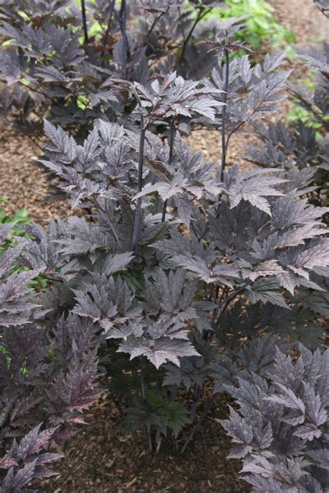 Actaea Simplex ‚pink Spike‘ ® Hameter Staudengärtnerei